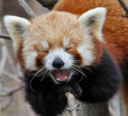 Proud Red Panda - a poem by Nunoftferreira - All Poetry