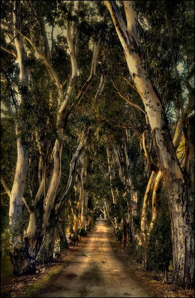 The Language of Trees - a poem by Richard Weissman - All Poetry