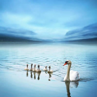 [Swans Swaying] - a poem by Norma St John Poetress - All Poetry