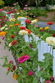 Zinnia Poems - Modern Award-winning Zinnia Poetry : All Poetry