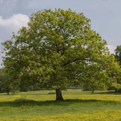 Be the light - a poem by Joseph Moon - All Poetry