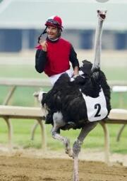 Ostrich Poems - Modern Award-winning Ostrich Poetry : All Poetry