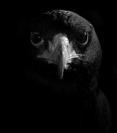 Wings of a Starlight Raven: An Homage to The Memory of The Late Brandon ...