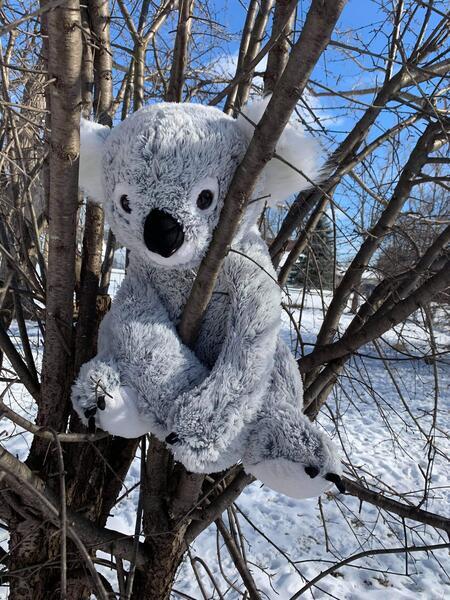 Stuffed animal Poems - Modern Award-winning Stuffed animal Poetry : All ...