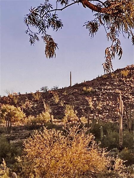 Cactus Poems - Modern Award-winning Cactus Poetry : All Poetry