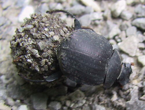A Tumble Bugs Heaven - a poem by LittleDeer - All Poetry