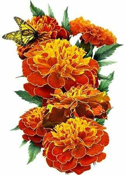 Marigolds Poems - Modern Award-winning Marigolds Poetry : All Poetry