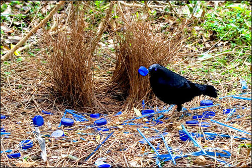 Satin Bowerbird - a poem by Diane Hine - All Poetry