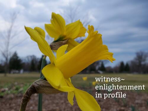 [witness] - a poem by Diane Hine - All Poetry