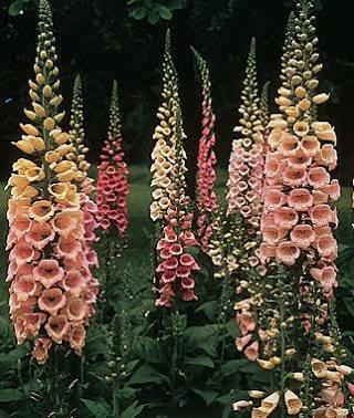 ['Spikes Spring Air'] - a poem by Norma St John Poetress - All Poetry