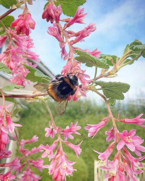 My spring garden - a poem by Robert Poleski - All Poetry