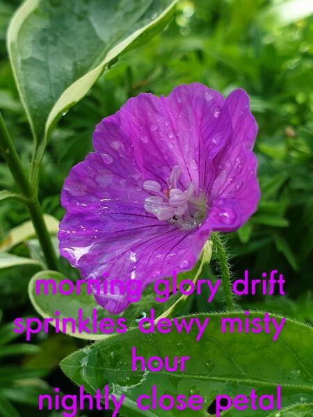 Morning Glory Drift Haiku 5/7/5 - a poem by Norma St John Poetress ...