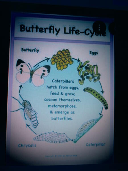 Poems About Butterfly Life Cycle Butterflies Rising | Just A Few