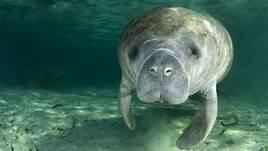 Manatee Poems - Modern Award-winning Manatee Poetry : All Poetry