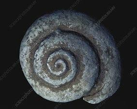 Fossil Poems - Modern Award-winning Fossil Poetry : All Poetry