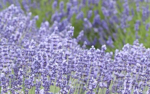Lavender Poems - Modern Award-winning Lavender Poetry : All Poetry