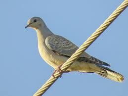 Turtle Dove ~ rhyme andaree - a poem by Line Gauthier - All Poetry