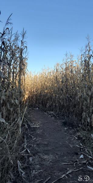 Hopi Poems - Modern Award-winning Hopi Poetry : All Poetry