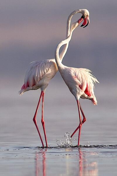 Flamingo Dance - a poem by Tony De Lorger - All Poetry