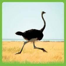 Ostrich Poems - Modern Award-winning Ostrich Poetry : All Poetry