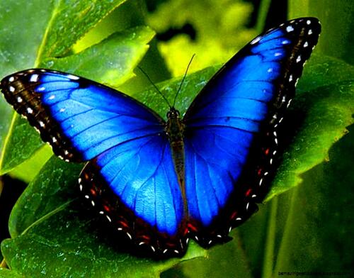 Blue Butterfly - a poem by eric svenson - All Poetry