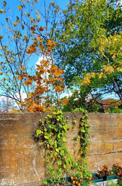 Lemons Poems - Modern Award-winning Lemons Poetry : All Poetry