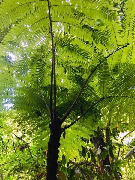 Rainforest Poems - Modern Award-winning Rainforest Poetry : All Poetry