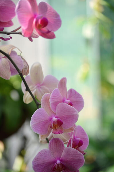 ''Orchard of Orchids Garden ...'' - a poem by Norma St John Poetress ...