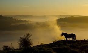 Mustang Poems - Modern Award-winning Mustang Poetry : All Poetry