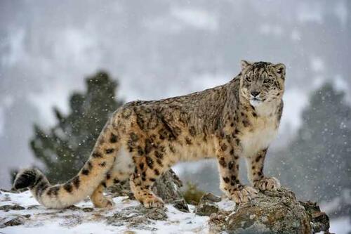 Snow leopard Poems - Modern Award-winning Snow leopard Poetry : All Poetry