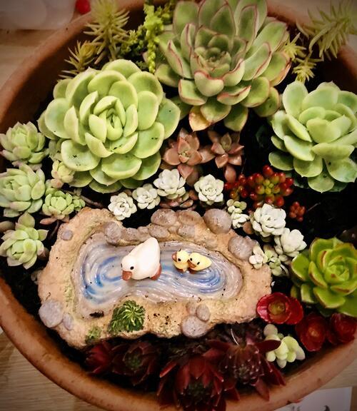 Succulents Poems - Modern Award-winning Succulents Poetry : All Poetry