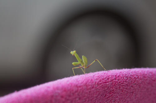 Mantis Poems - Modern Award-winning Mantis Poetry : All Poetry