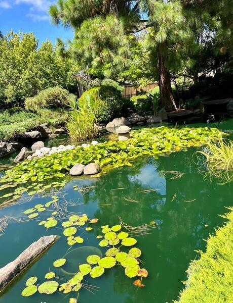 Water lilies Poems - Modern Award-winning Water lilies Poetry : All Poetry