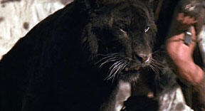 The Mystery of Sultan the Tiger from Beastmaster - a poem by Deborahlee ...
