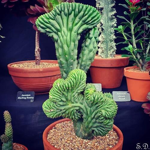 Cactus Poems - Modern Award-winning Cactus Poetry : All Poetry