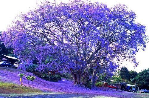 Jacaranda Tree, a Joyful Ode - a poem by Jon the Von - All Poetry