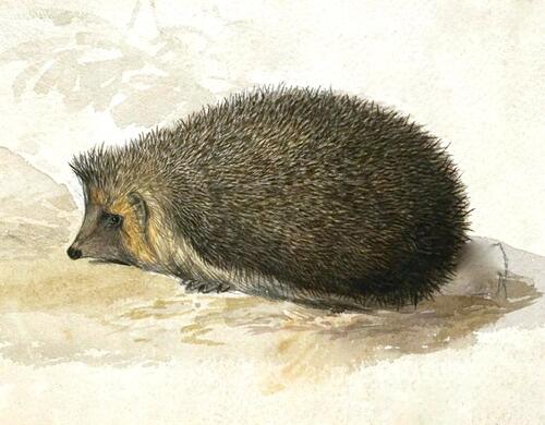 Hedgehog Poems - Modern Award-winning Hedgehog Poetry : All Poetry