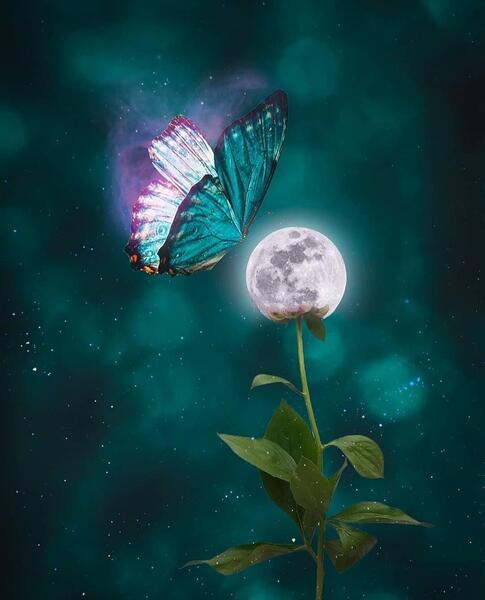 Perfect scrolls - a poem by Iqbal Osman - All Poetry