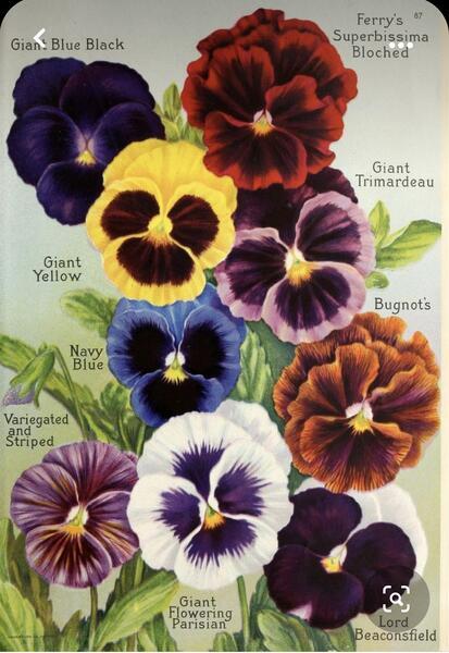 Pansies Poems - Modern Award-winning Pansies Poetry : All Poetry