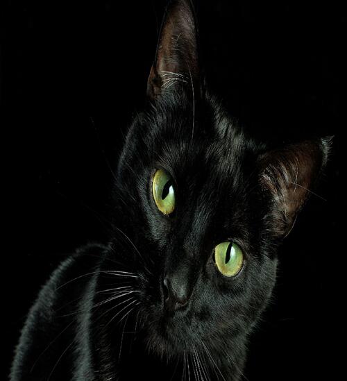 Stray Poems - Modern Award-winning Stray Poetry : All Poetry