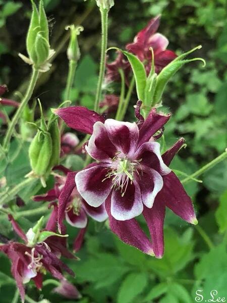 Pansy Poems - Modern Award-winning Pansy Poetry : All Poetry