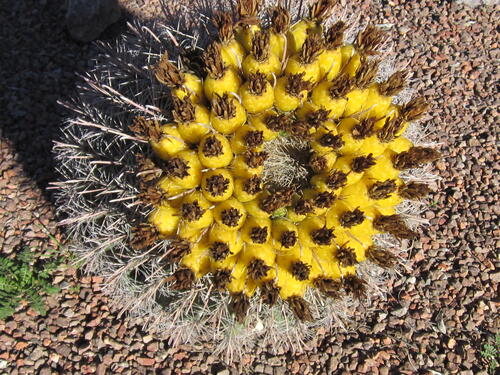 Cactus Poems - Modern Award-winning Cactus Poetry : All Poetry