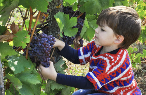 Grapes Poems - Modern Award-winning Grapes Poetry : All Poetry