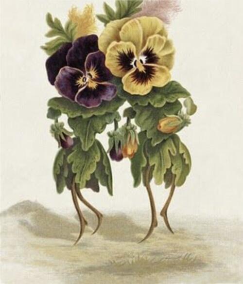 Pansy Poems - Modern Award-winning Pansy Poetry : All Poetry