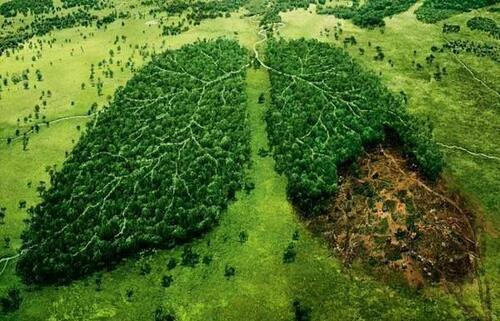 Deforestation Poems - Modern Award-winning Deforestation Poetry : All ...