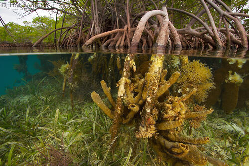 Mangrove**** - a poem by R. Byron Chambers - All Poetry