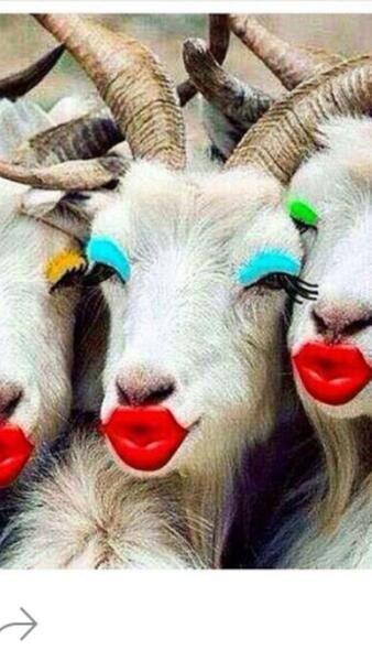 Goats Poems - Modern Award-winning Goats Poetry : All Poetry