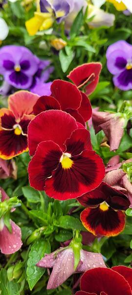 Pansy Poems - Modern Award-winning Pansy Poetry : All Poetry