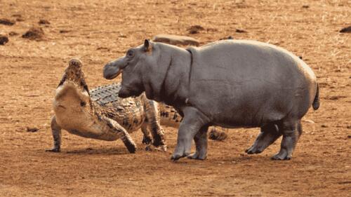 The Hippo and the Crock - a poem by BeforeWeBreak - All Poetry