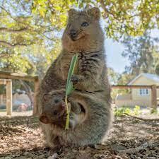 Quokka Poems - Modern Award-winning Quokka Poetry : All Poetry